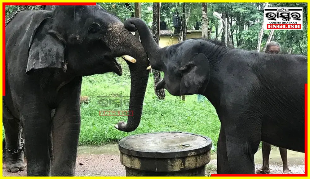 Odisha Opens Elephant Care & Rehab Centre in Kalahandi | Dailyhunt
