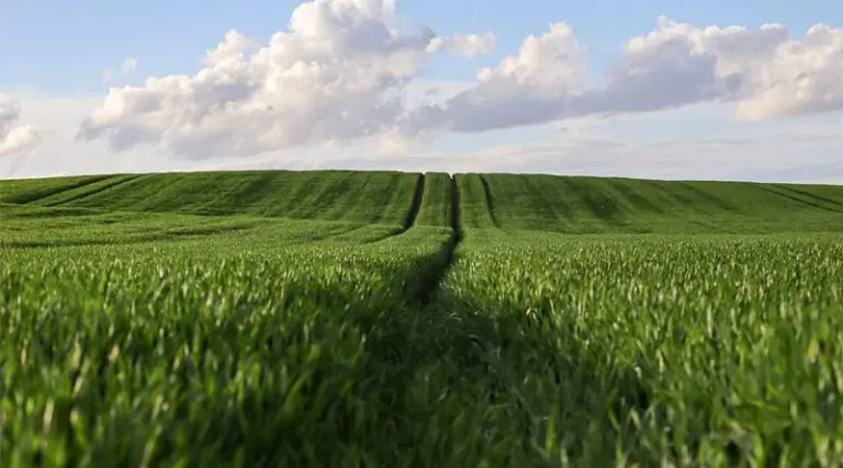 China: Xi Calls For SOLID Measures To Modernize Agriculture, Rural ...