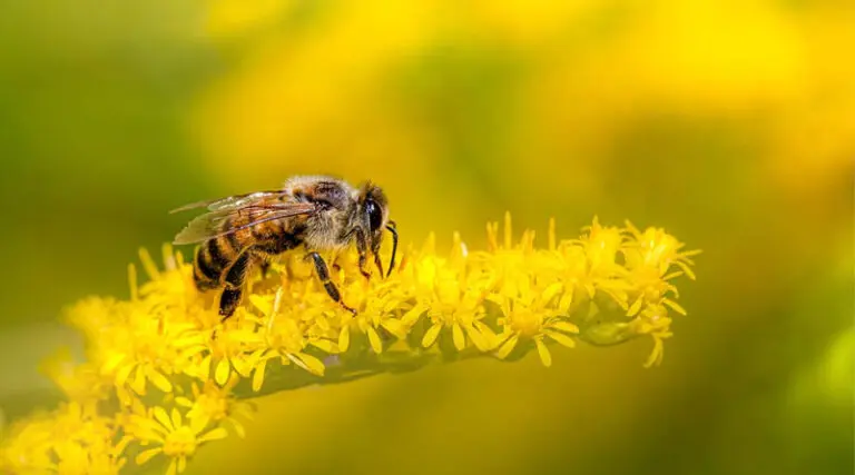 National Beekeeping and Honey Mission (NBHM) | Dailyhunt