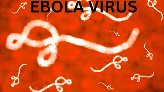 Ebola Bundibugyo Outbreak: UK Scientists Identify 23 Unique Mutations ...