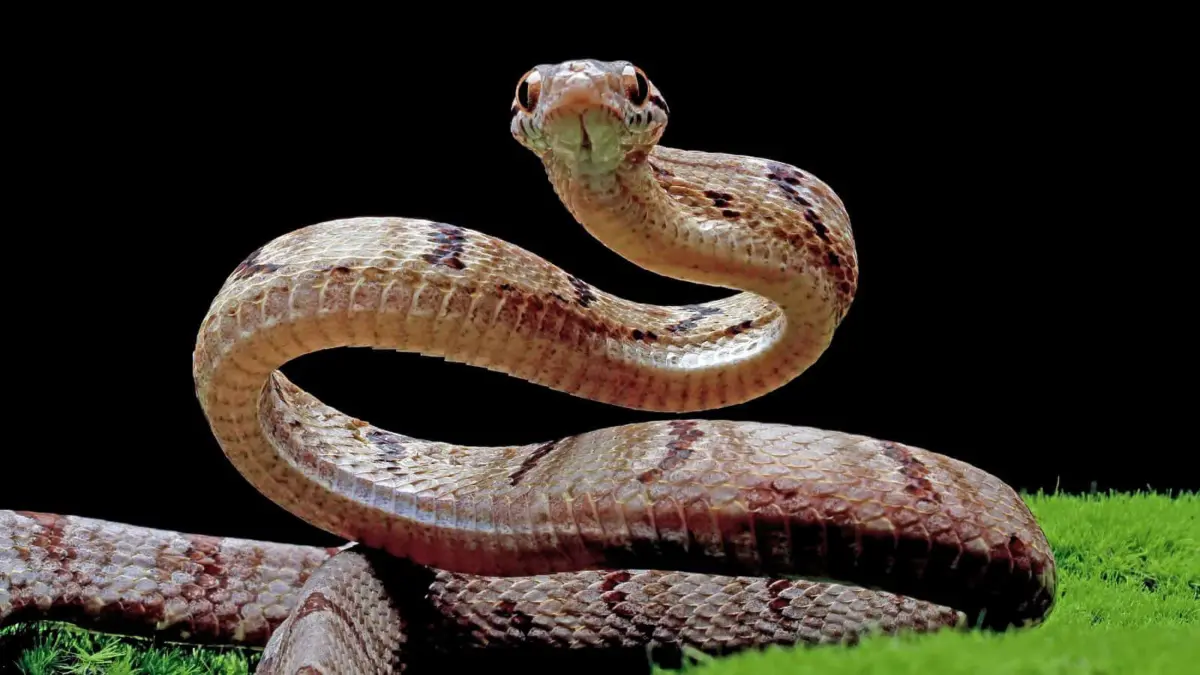 Hyderabad man dies after being bitten by snake at farmhouse | Dailyhunt