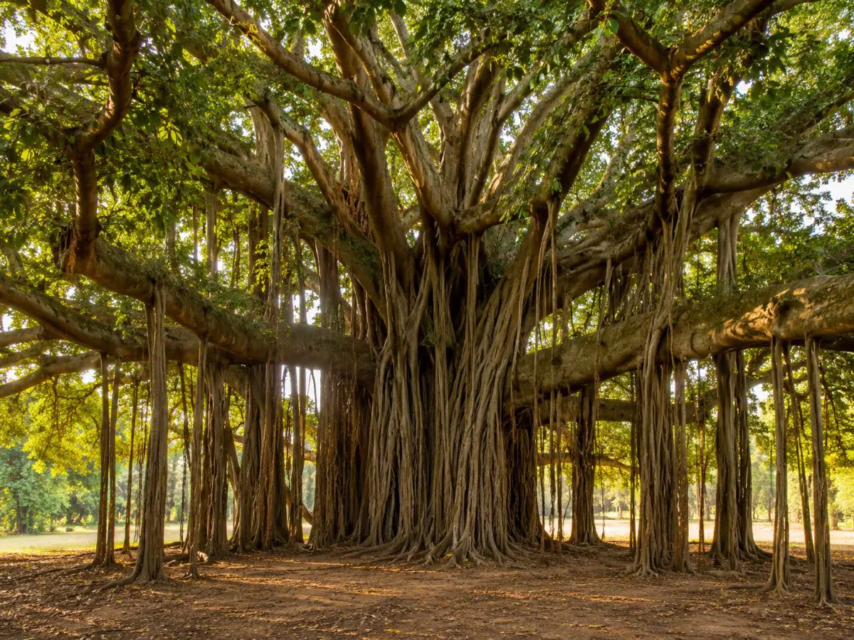 Which Tree Is Known As The King Of Trees? | Dailyhunt