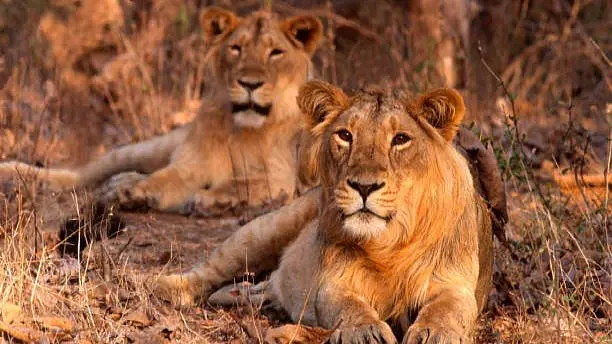 Environment activists raise concerns over decisions affecting Asiatic ...