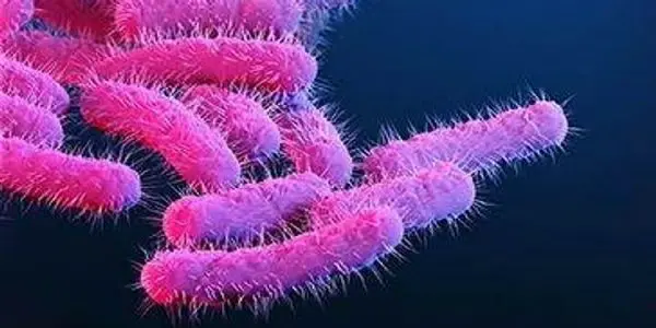 Shigella confirmed in Kollam; Two students hospitalised | Dailyhunt