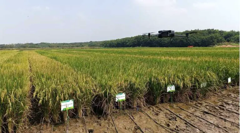 India Approves Two Rice Varieties To Secure Yields In Direct-seeded ...