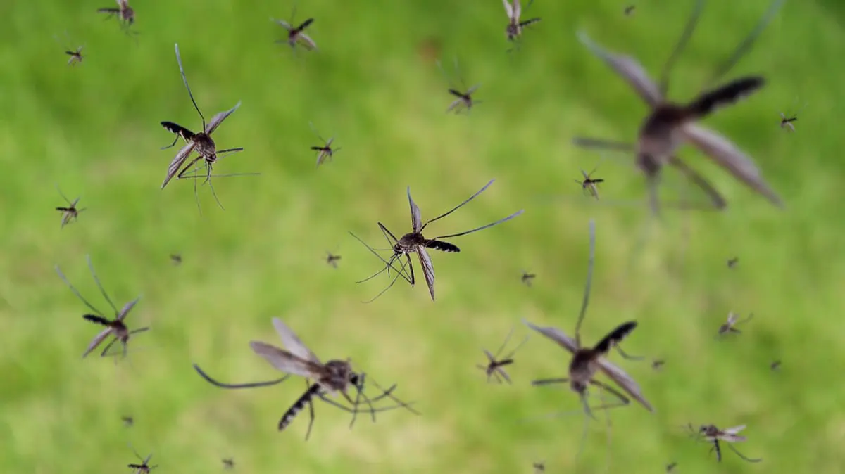 West Nile fever detected in Kerala amid Shigella alert: 2 mosquito ...