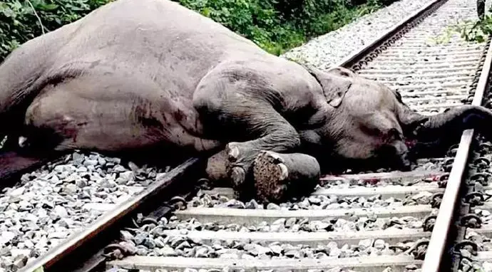 Assam recorded 82 elephant deaths in train accidents, highest in India ...