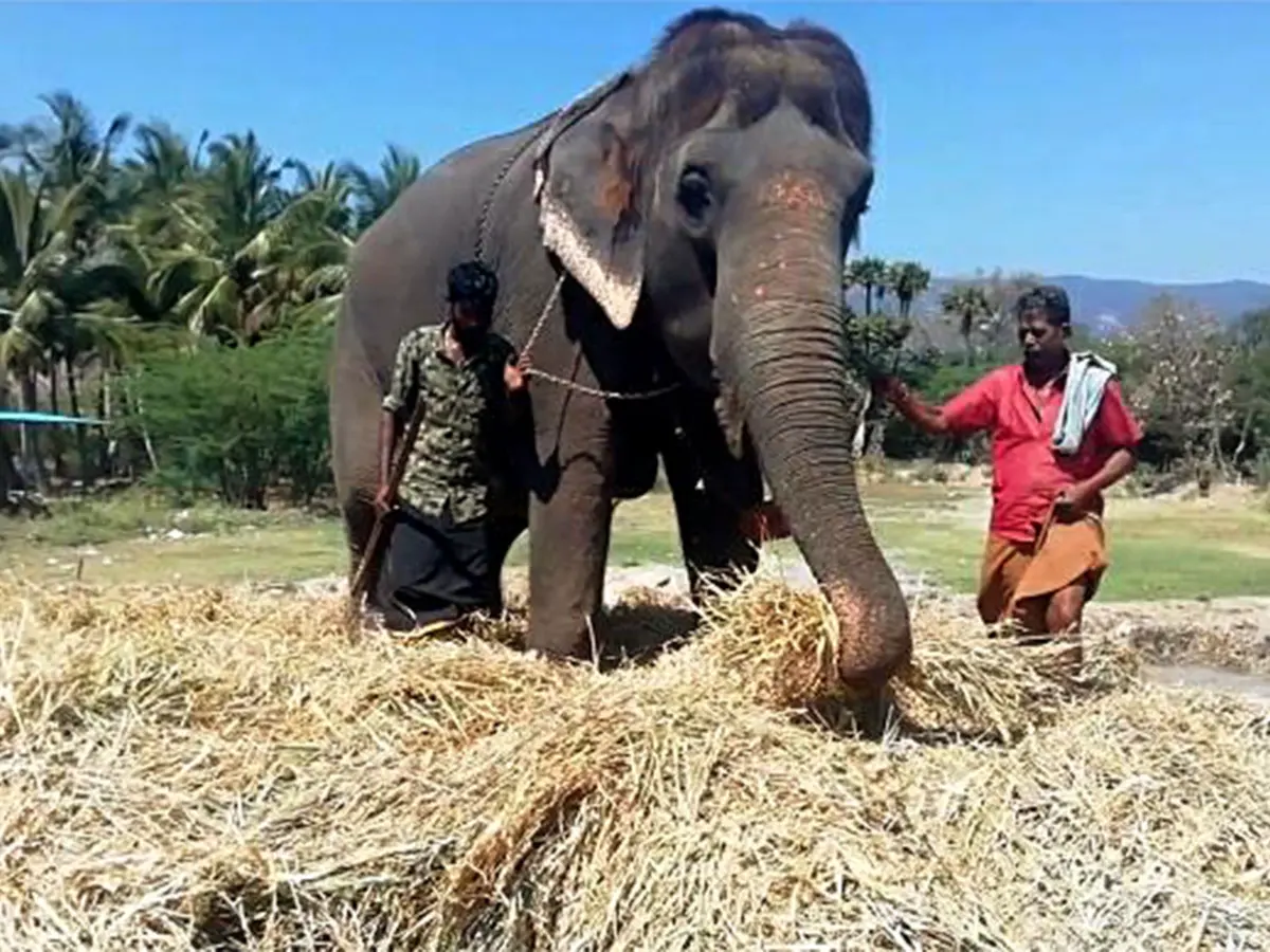 Elderly farmer injured in elephant attack in Krishnagiri, villagers ...