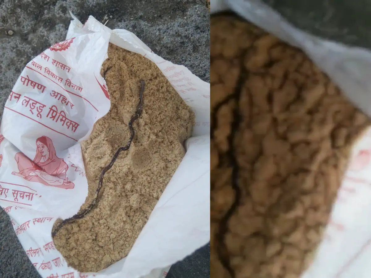 Dead Snake Found In Pregnant Woman's Food Packet | WATCH | Dailyhunt
