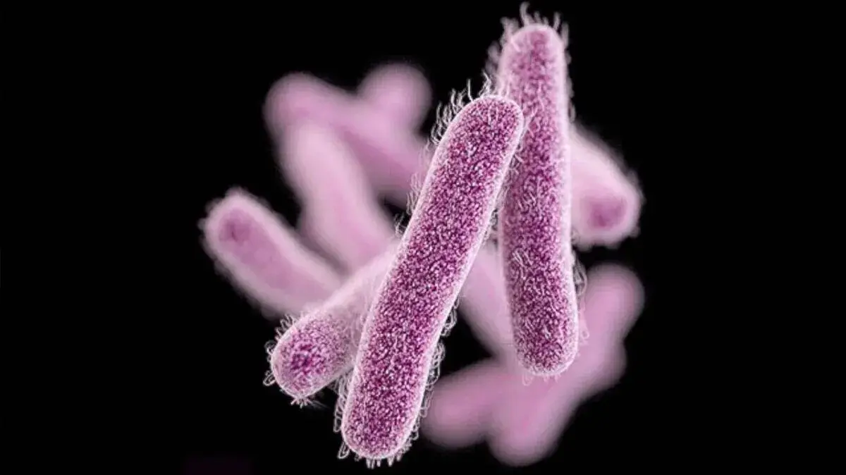 Two students under treatment for Shigella in Kollam | Dailyhunt