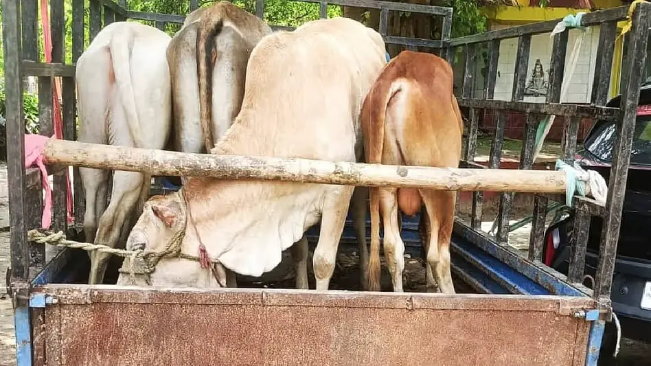 Police Rescue Six Cattle, Detains Two in Suspected Anti-Smuggling ...