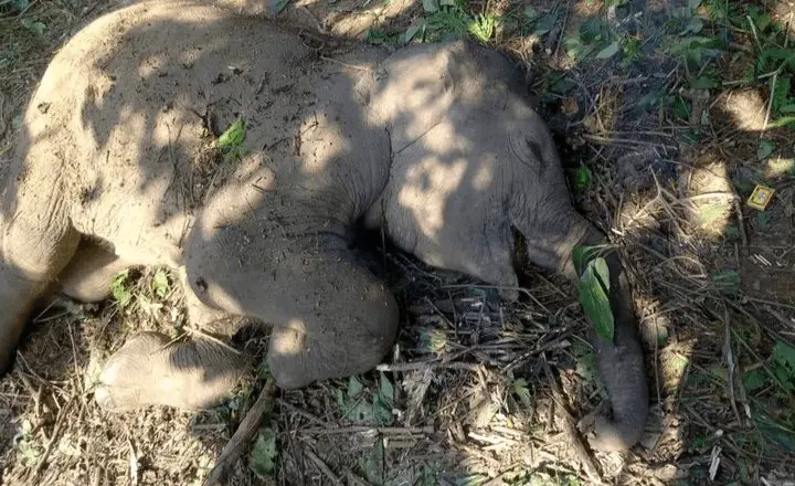 Assam: Wildlife SOS disengaged after Doomdooma elephant calf death ...