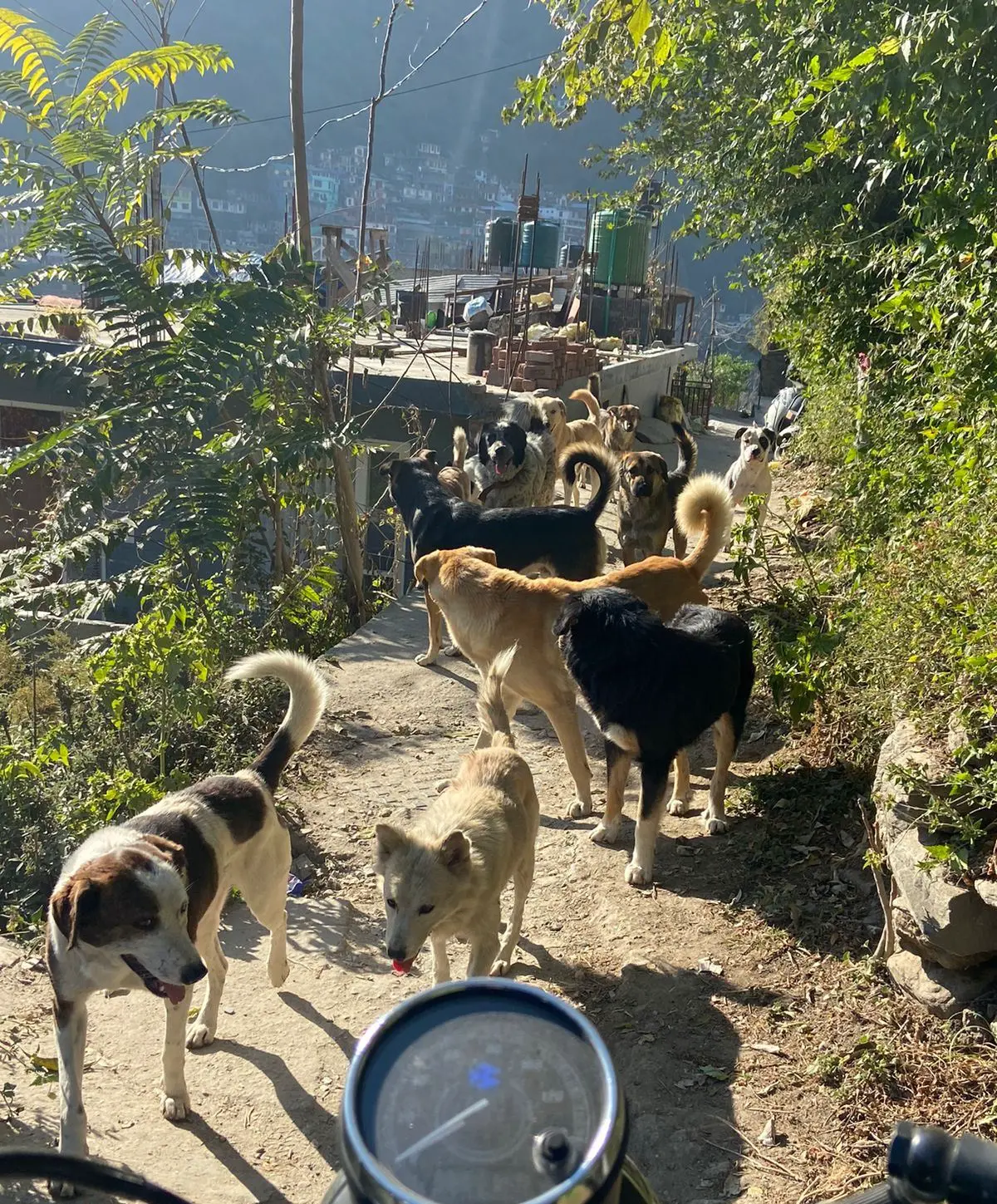 Stray dog menace grows in Kullu as shelter plan stuck in red-tape limbo ...