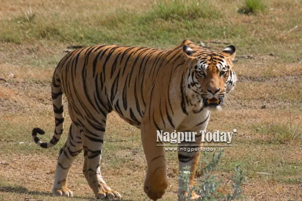 Childhood dream comes true as Nagpur wildlife enthusiast encounters ...