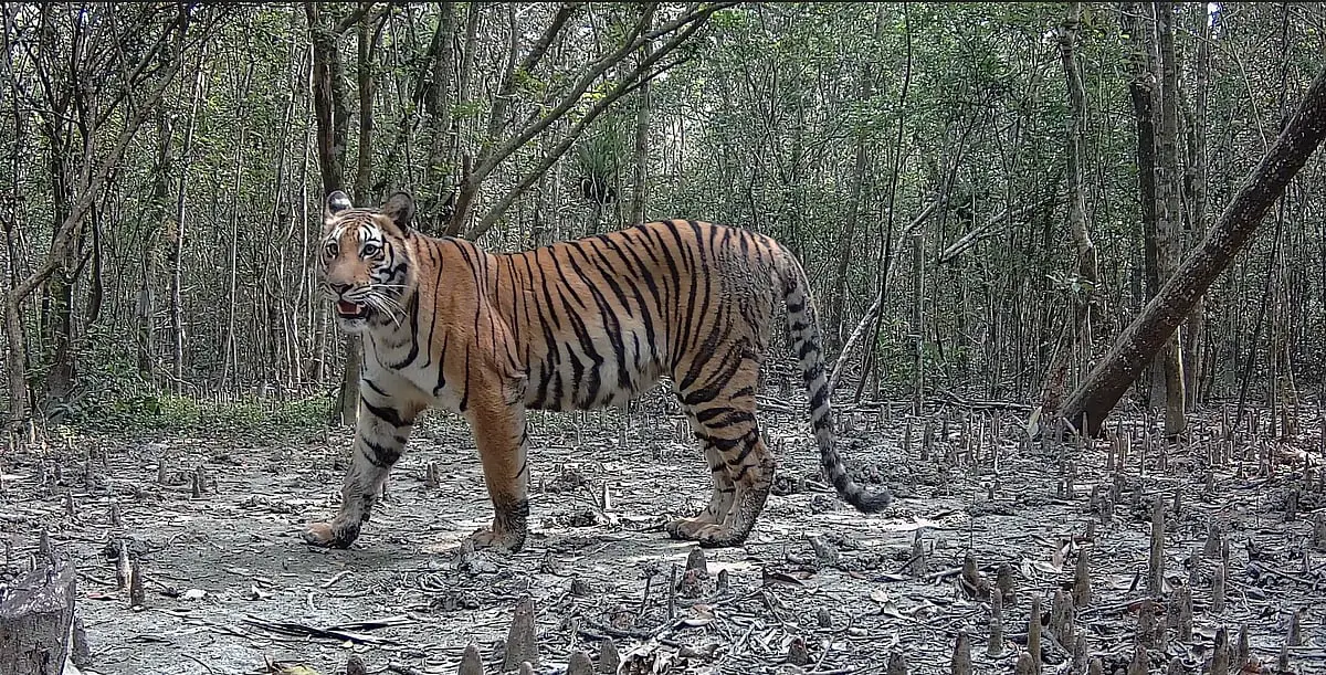 As Sundarbans tigers face climate threats, Bangladesh looks to ...
