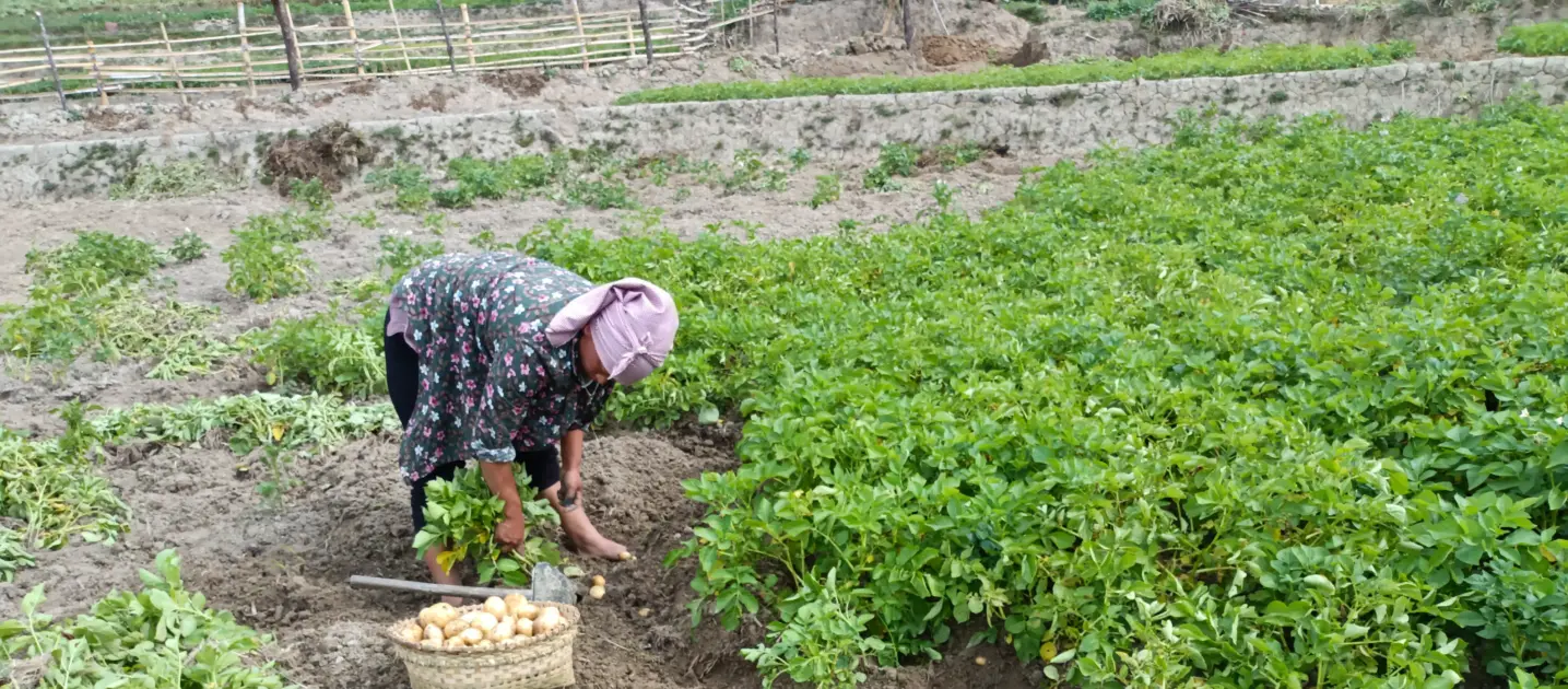 Nagaland Uni study shows how indigenous knowledge sustains Angami ...