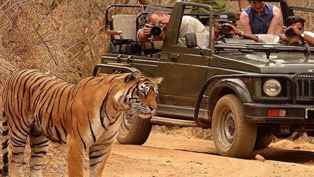 Tigers are increasingly preying on humans in India: Report | Dailyhunt