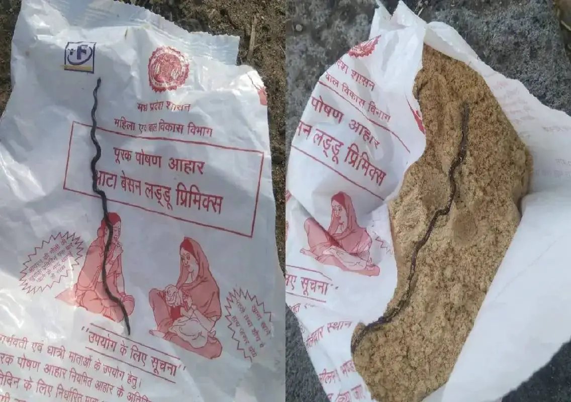 Dead Snake Found In Anganwadi Food Packet In MP | Dailyhunt