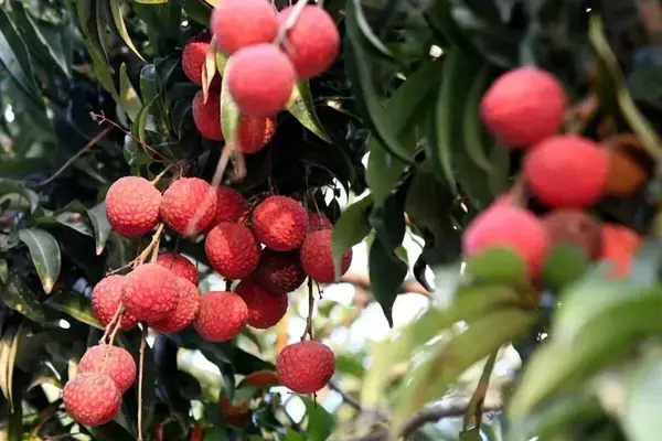 Assam Exports 1,000 Kg of GI-Tagged Tezpur Litchi to Dubai in Major ...