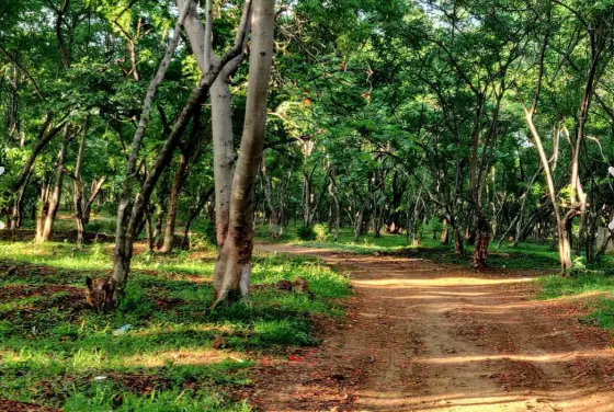 Pune's Forest Stretch Gets a Watchful Eye: CCTV Cameras Now Guard the ...