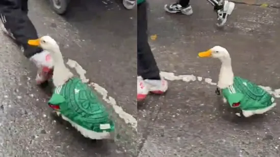 Duck in a jersey steals the show as World Cup fever sweeps Mexico ...