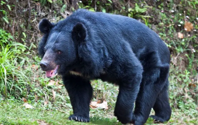 3 women injured in bear attack in Poonch, one critical | Dailyhunt
