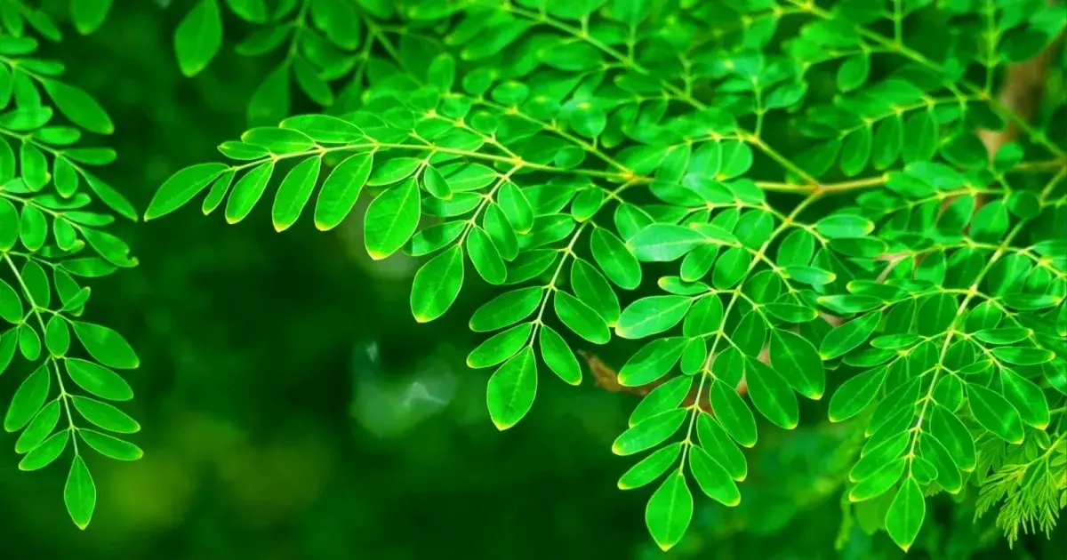 Cardiologist Shares Anti-Inflammatory Foods That Support Heart Health ...