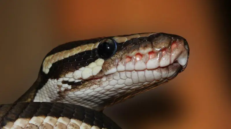 MP: Dead Snake Found In Nutrition Food Packet, Meant For Anganwadi ...