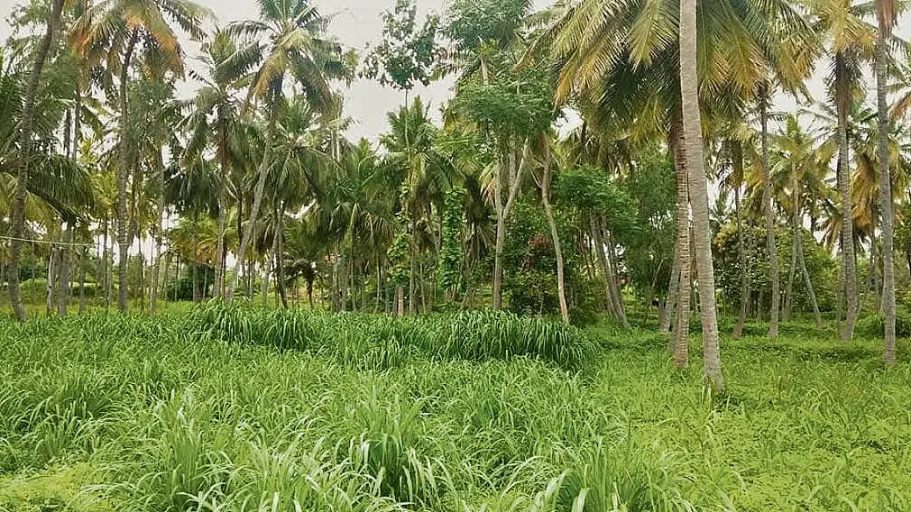 Karnataka: Young, educated farmers resist Bidadi township plan | Dailyhunt