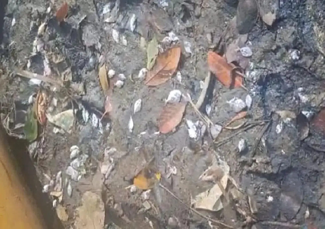 Dead fish found in Phalguni river, pollution concerns intensify | Dailyhunt