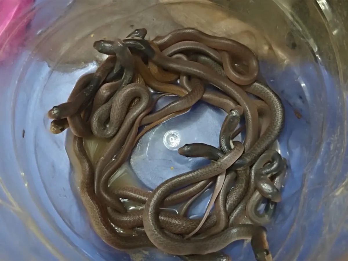 Odisha: 30 baby cobras rescued from beneath wood-apple tree, safely ...