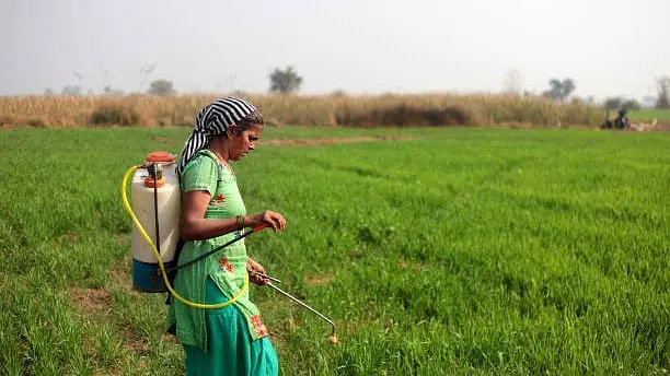 Extreme heat and El Niño pose growing threat to India's farm sector ...