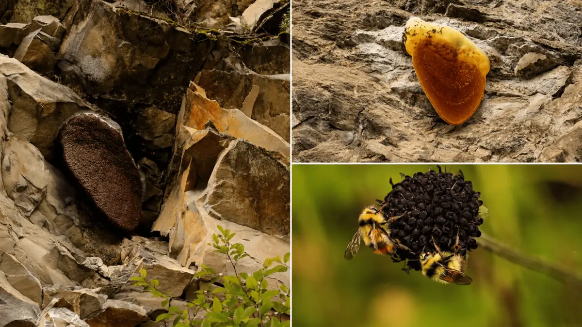 Study uncovers hidden bee diversity across Arunachal Pradesh | Dailyhunt