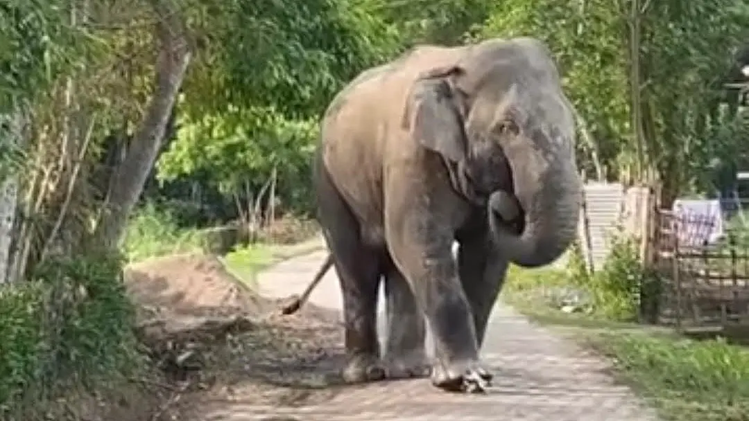 Wild Elephant Strays into Patkatia Village, Causes Panic Among ...