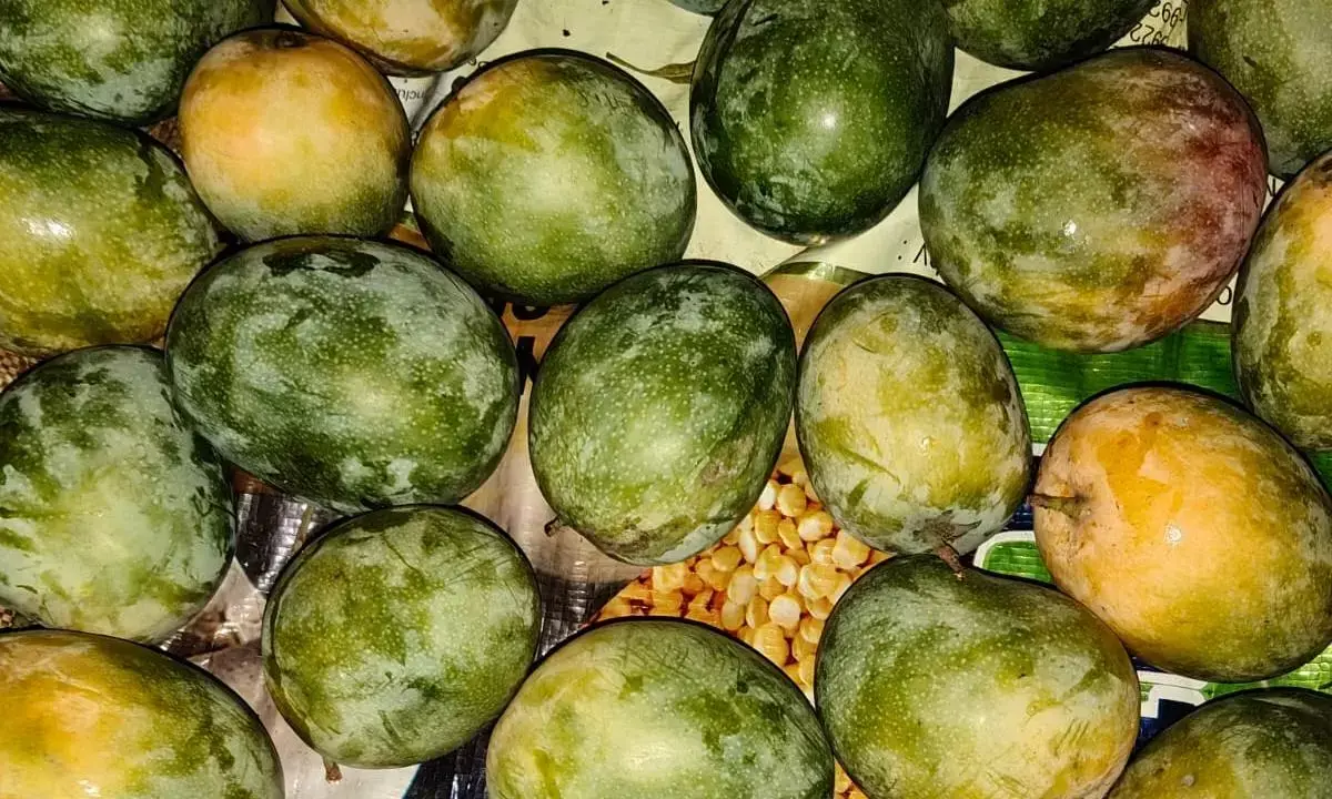 AP's Mango Export to See Rise After Treating Them Against Pests | Dailyhunt