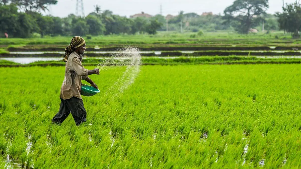 Fertiliser shortage triggers panic in Mysuru | Dailyhunt