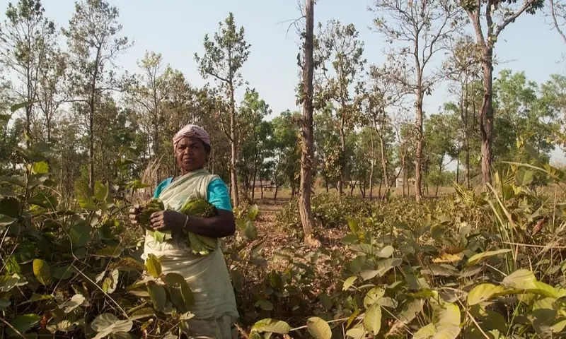 Uttarakhand, Nagaland, Tripura to pilot community-led forest management ...