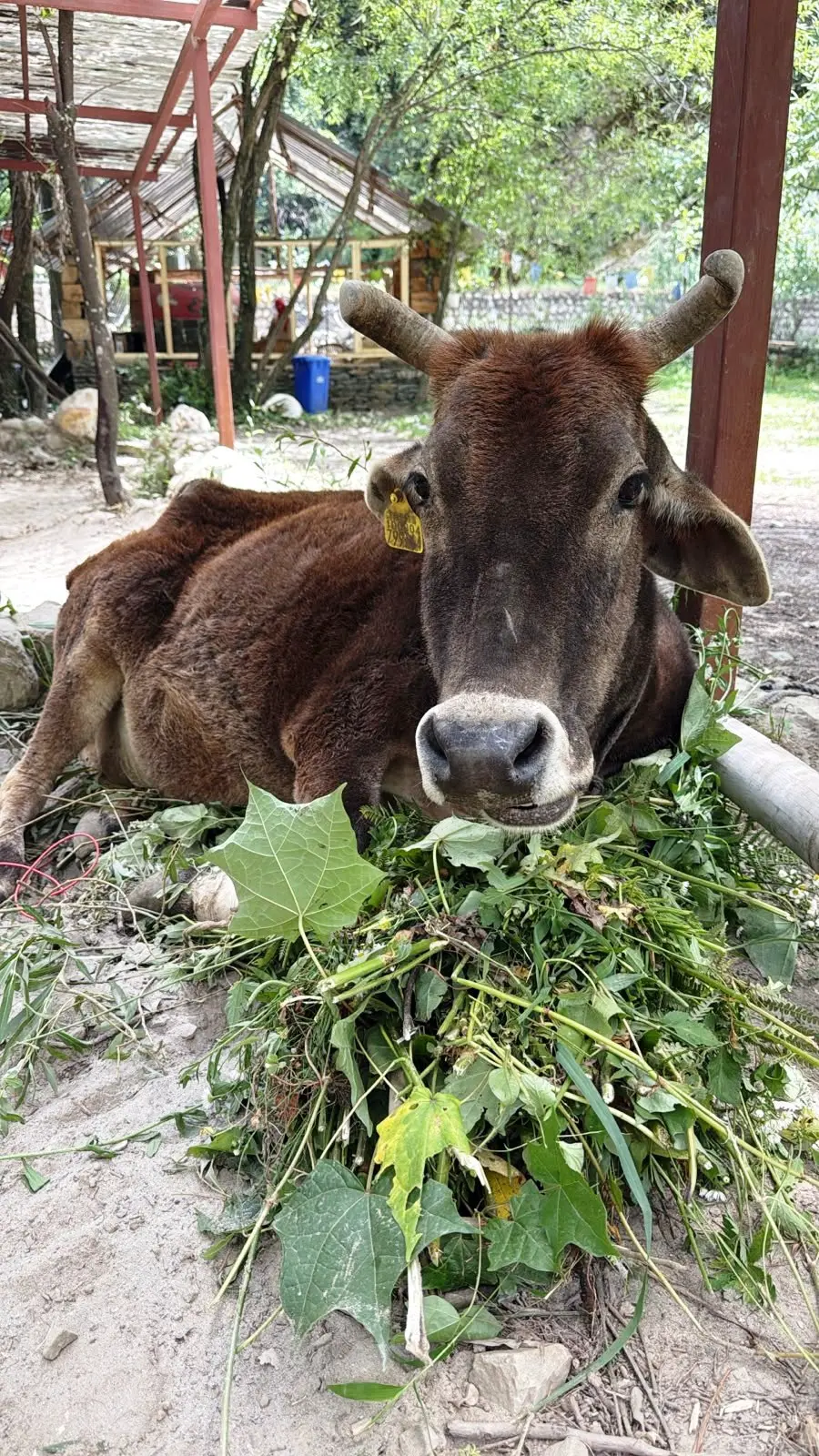 Rescued cow in Tirthan Valley sparks debate over 'broken' tagging ...