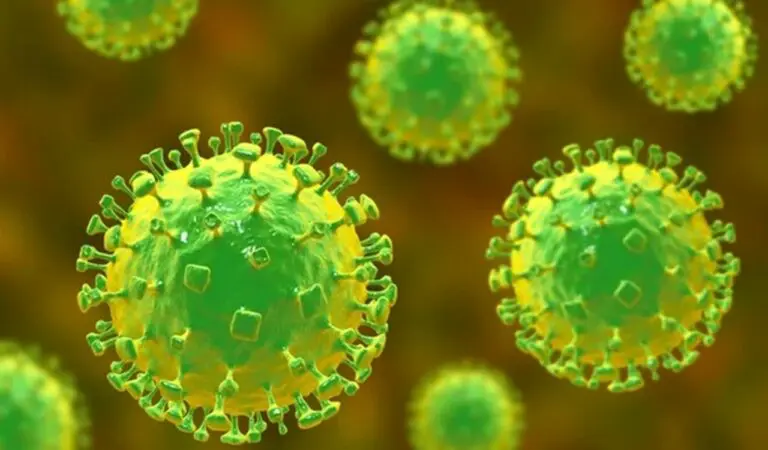 Nipah virus infection reported in Kerala's Kozhikode, 77 contacts ...