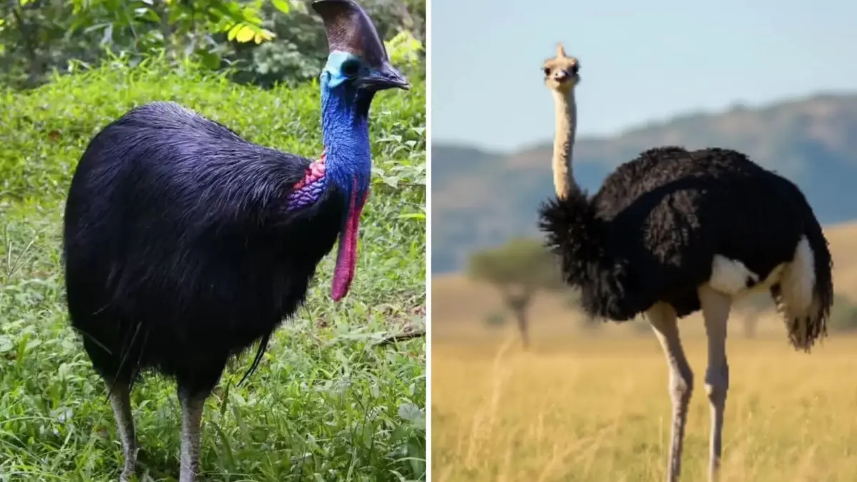 10 Giant Birds Bigger Than Humans That Will Leave You Amazed | Dailyhunt