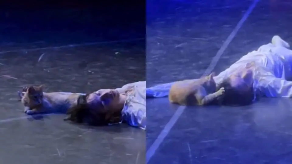 Theatre cat steals the spotlight after crashing Romeo and Juliet's ...