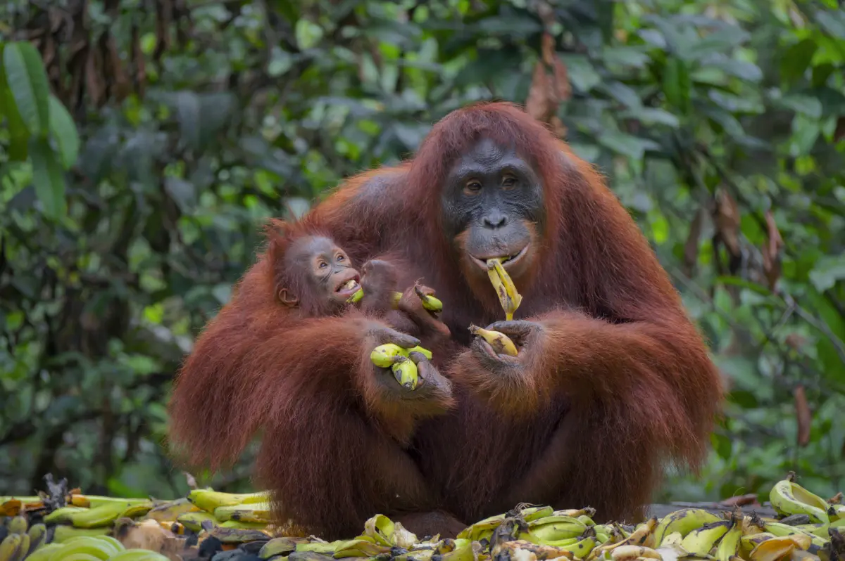 Deadly Indonesia floods wiped out at least 7% of rare orangutan ...