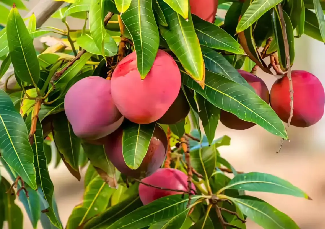 The mango that fruits twice a year is keeping Bengal's heritage alive ...