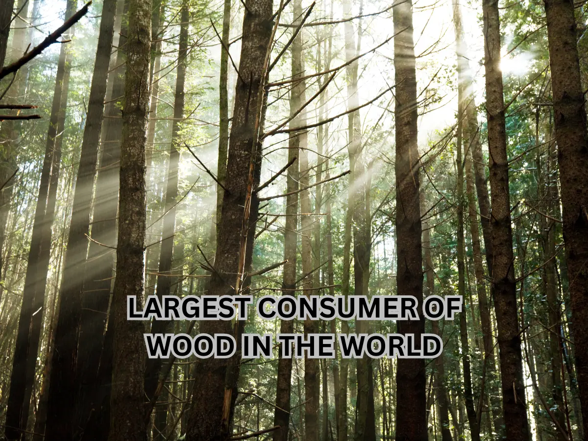 Do You Know Which Country has Largest Consumer of Wood in the World ...
