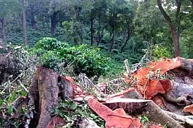 Mumbai Tree Authority Approves Felling Of Over 1,000 Trees For Urban ...
