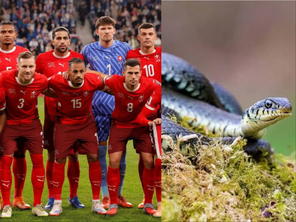 FIFA World Cup 2026: Switzerland's Training Base Surrounded By Snake ...
