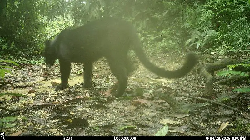 Black Panther captured on camera trap for first time in Assam's ...