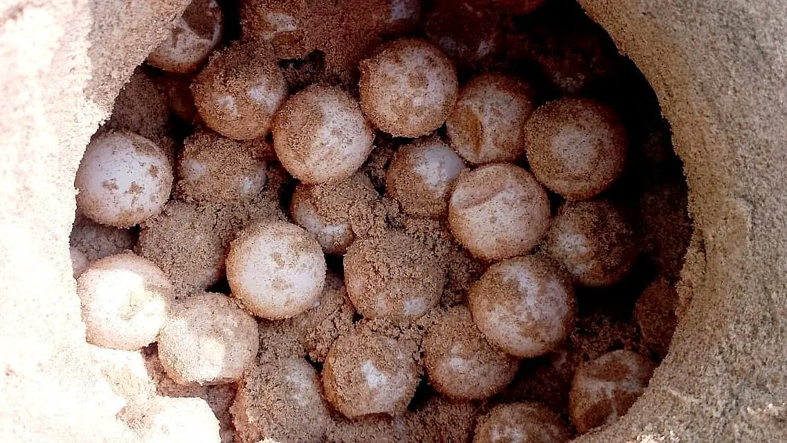 Forest department secures 94 Olive Ridley turtles eggs in Karnataka's ...