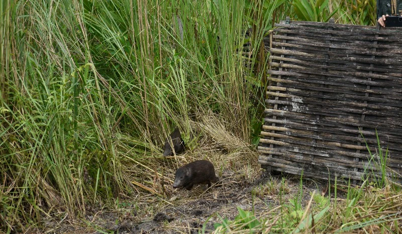 Assam: 15 captive-bred Pygmy Hogs released in Manas National Park ...