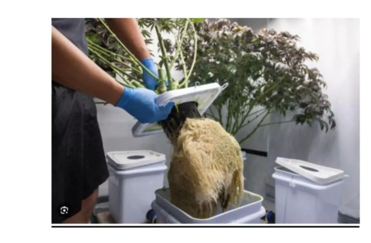 EAGLE busts international hydroponic cannabis racket linked to Thailand ...